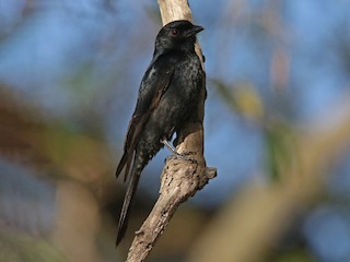 Square-tailed Drongo - eBird