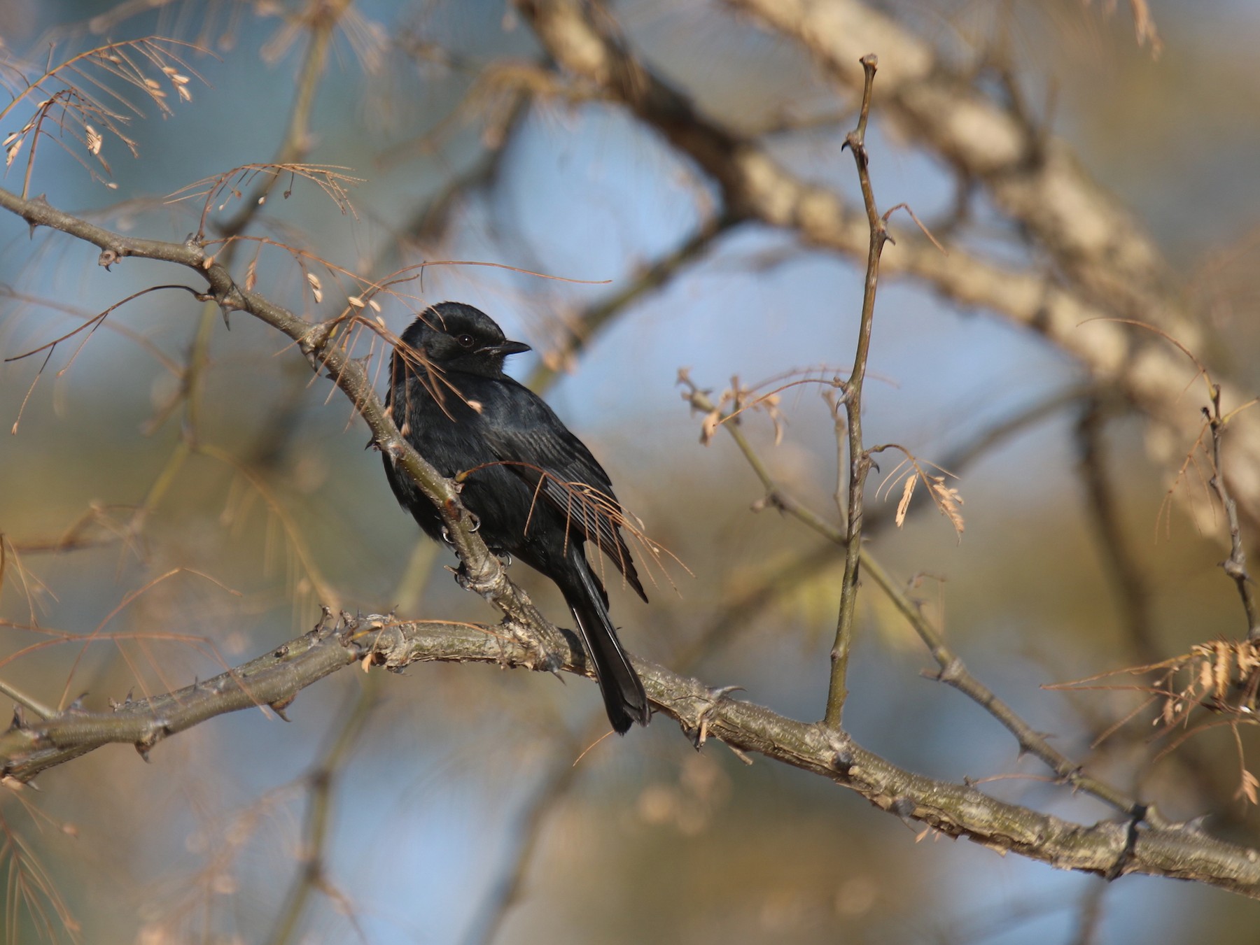 Common Square-tailed Drongo - eBird