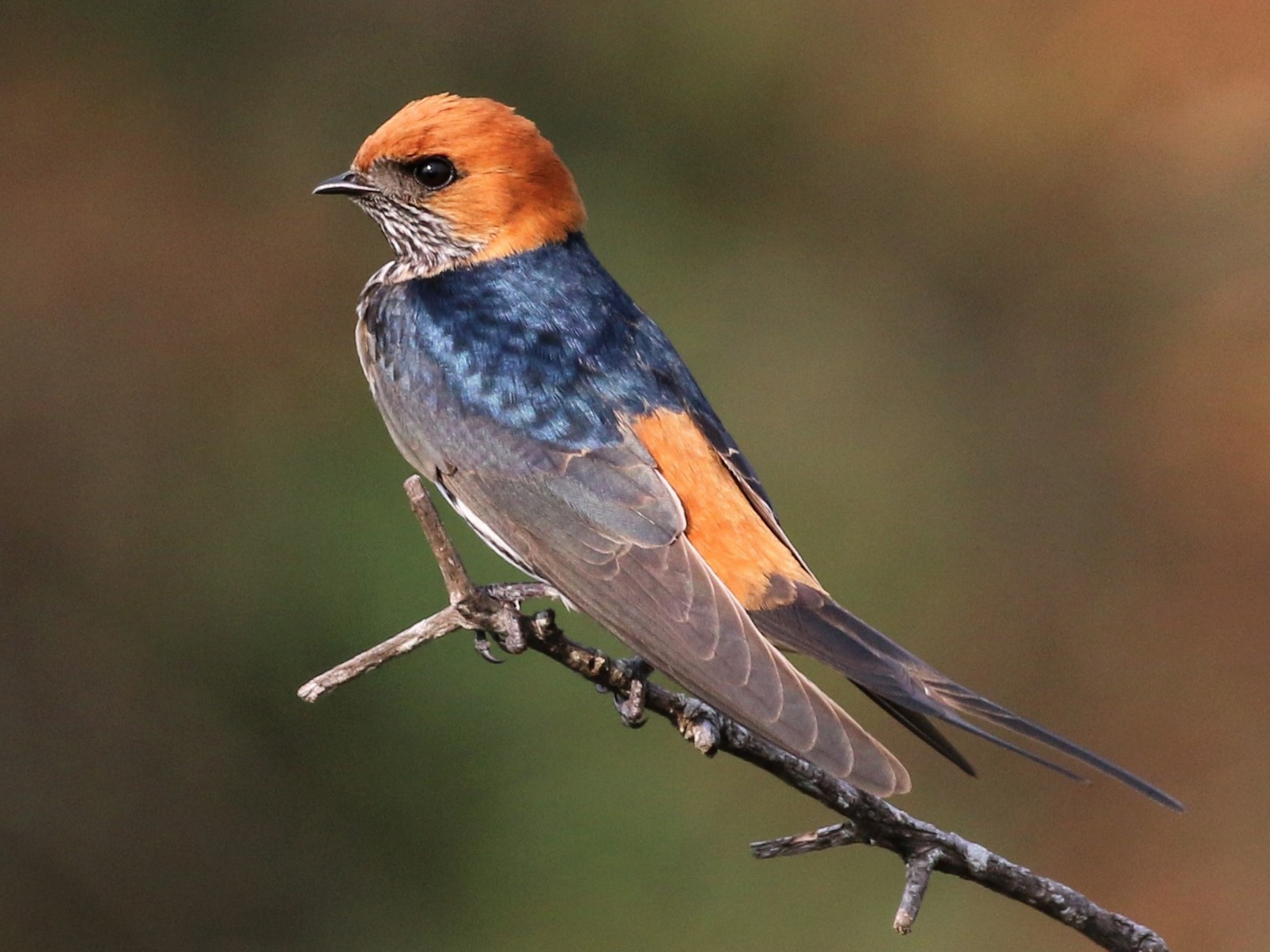 Lesser Striped Swallow - eBird
