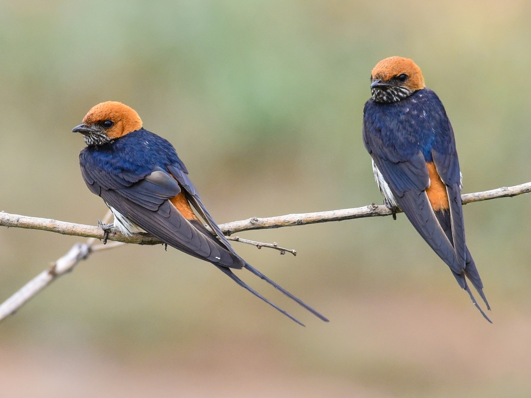 Lesser Striped Swallow - eBird