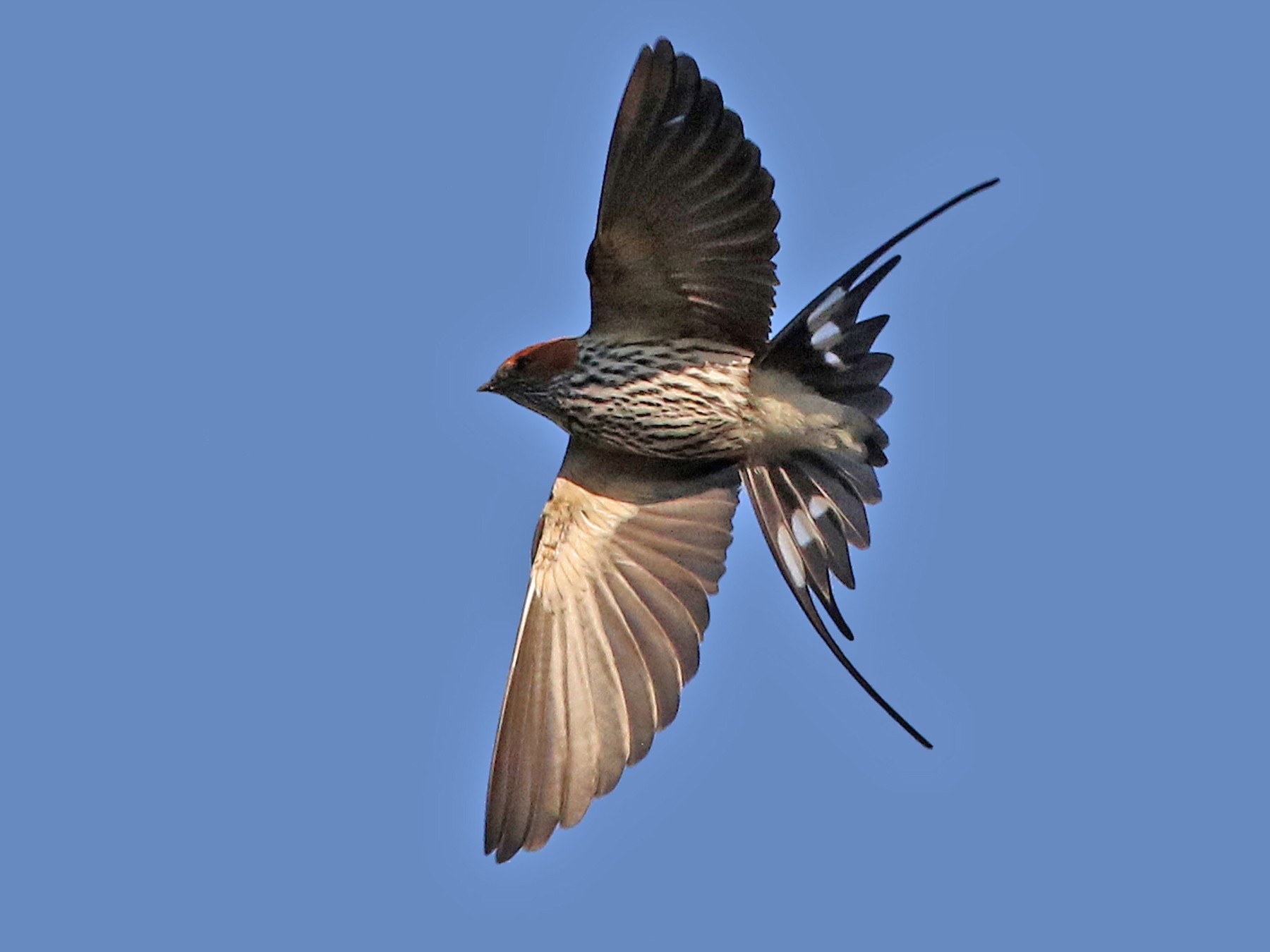 Lesser Striped Swallow - eBird