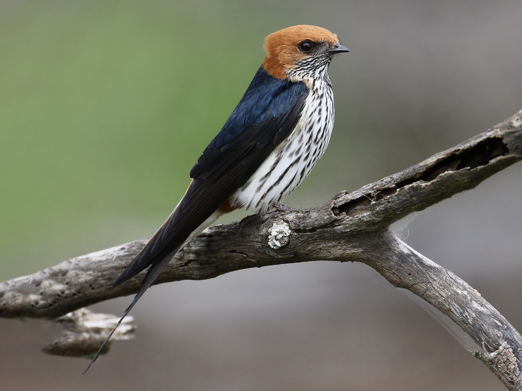 Lesser Striped Swallow - eBird