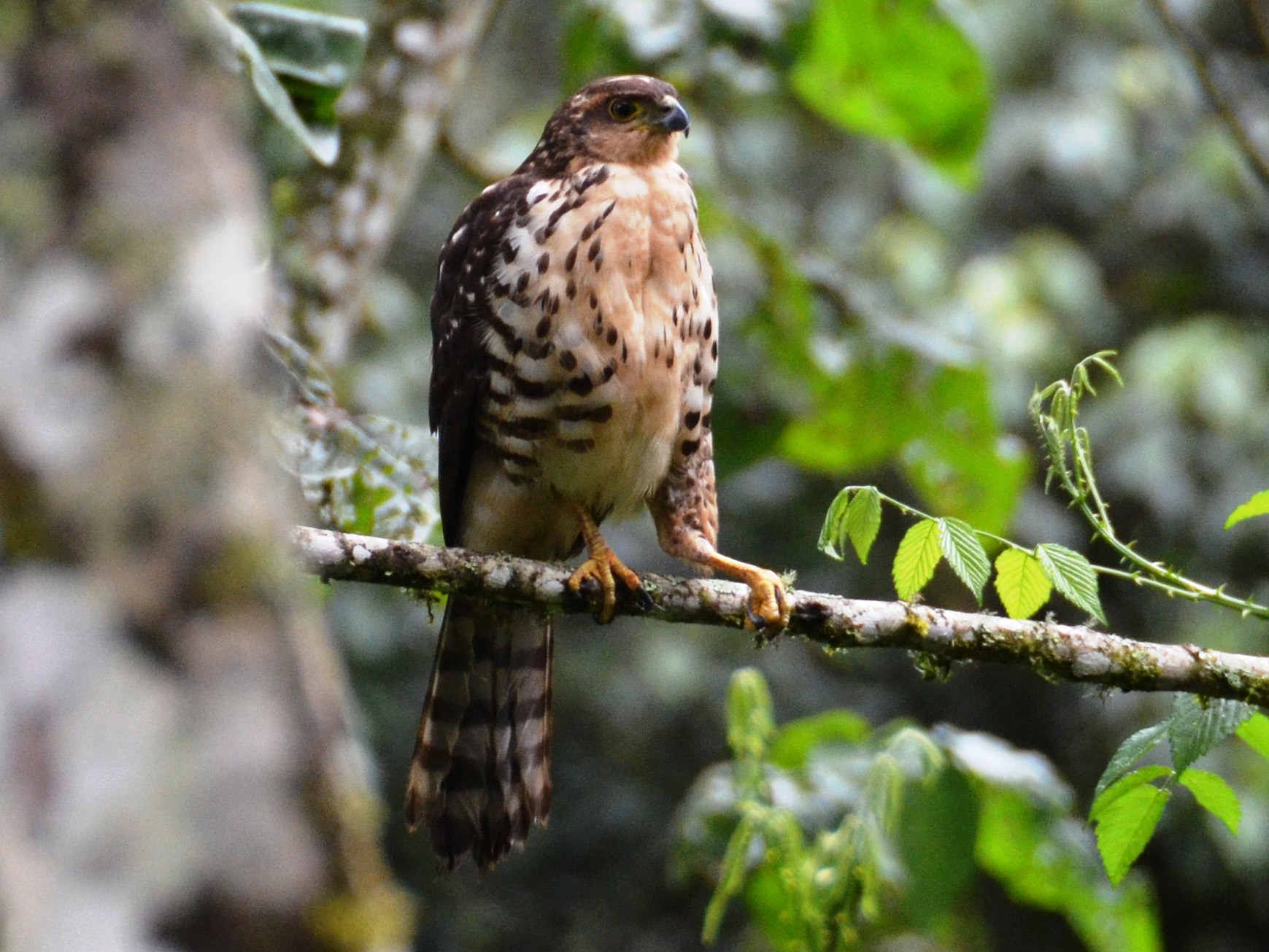 Rufous-breasted Sparrowhawk - eBird