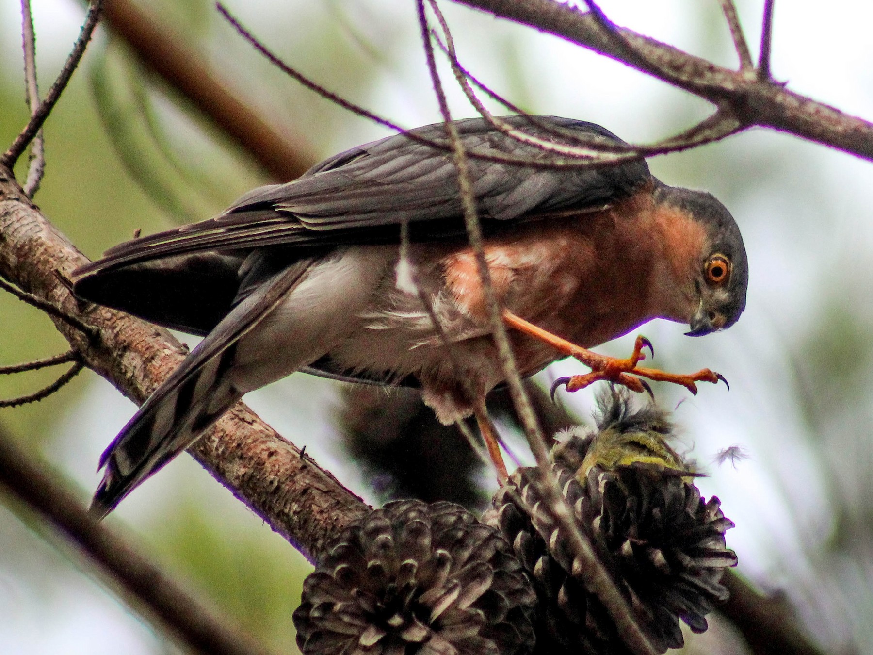 Rufous-breasted Sparrowhawk - eBird