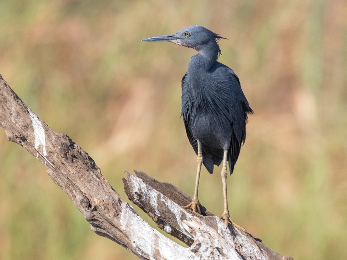 Slaty Egret - eBird