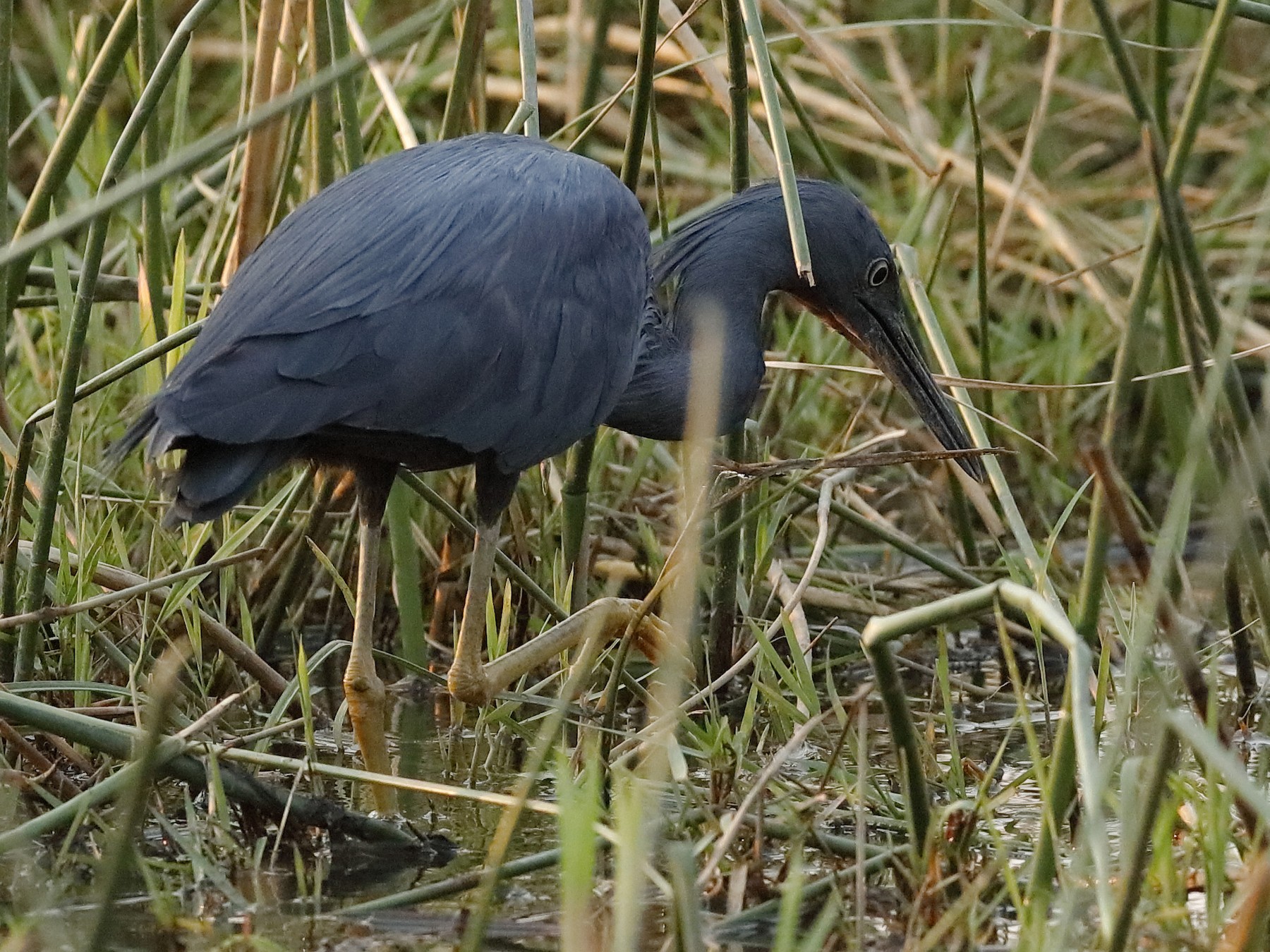 Slaty Egret - eBird