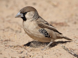 Sociable Weaver - eBird