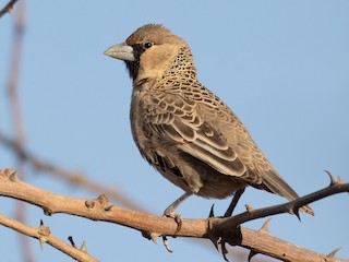 Sociable Weaver - eBird