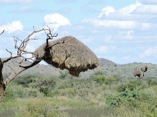 Sociable Weaver - eBird
