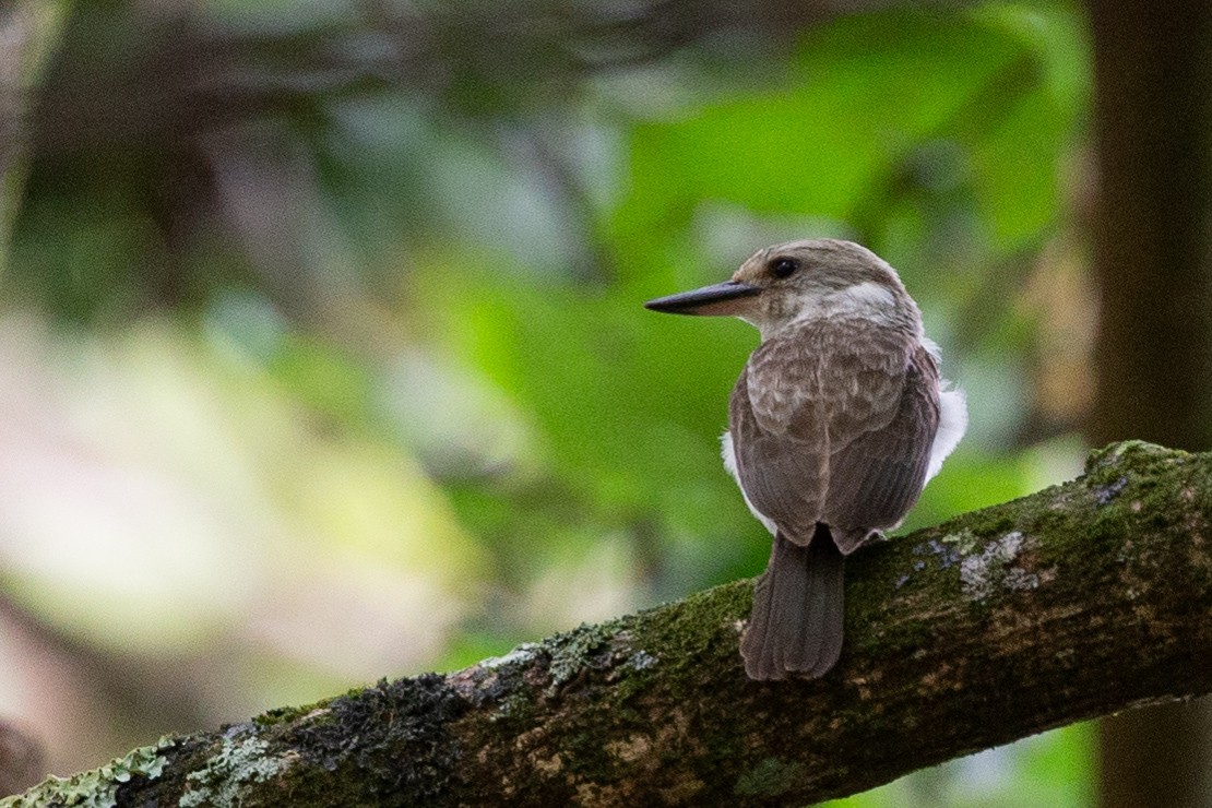 Alción Venerado (de Morea) - eBird