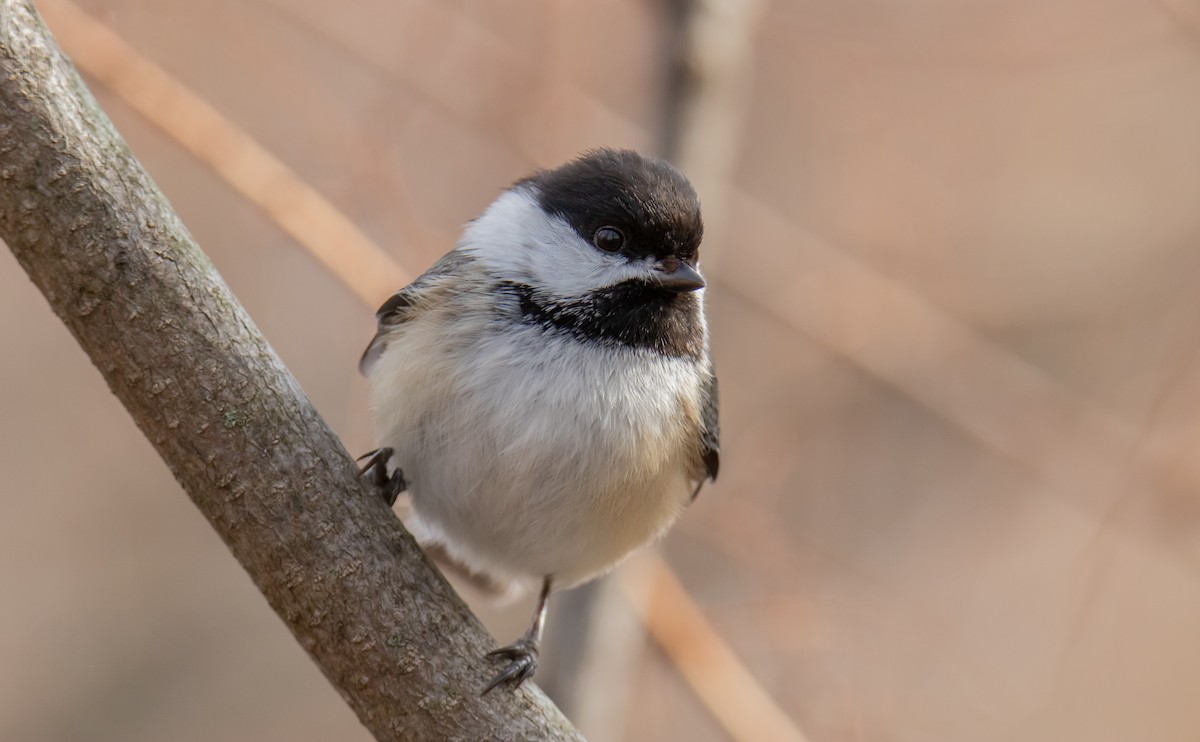 ML226746191 Black-capped Chickadee Macaulay Library