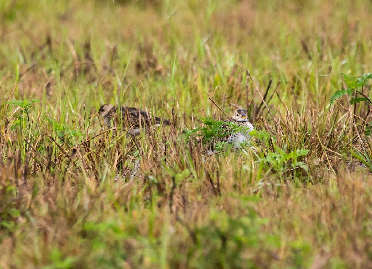 eBird Checklist - 24 Apr 2020 - Fruitville Library - 22 species