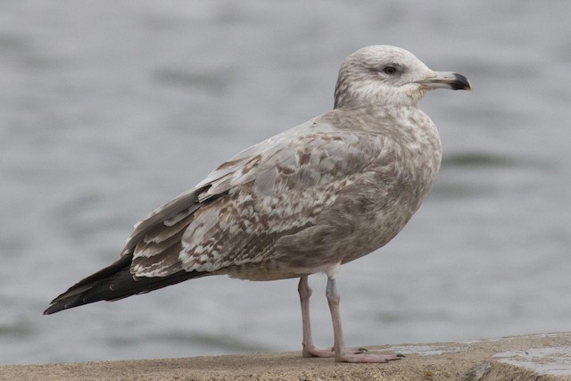 Herring Gull Winter