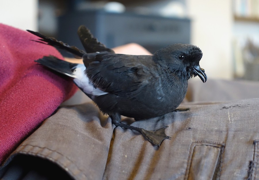 ヒメウミツバメ（pelagicus） - eBird