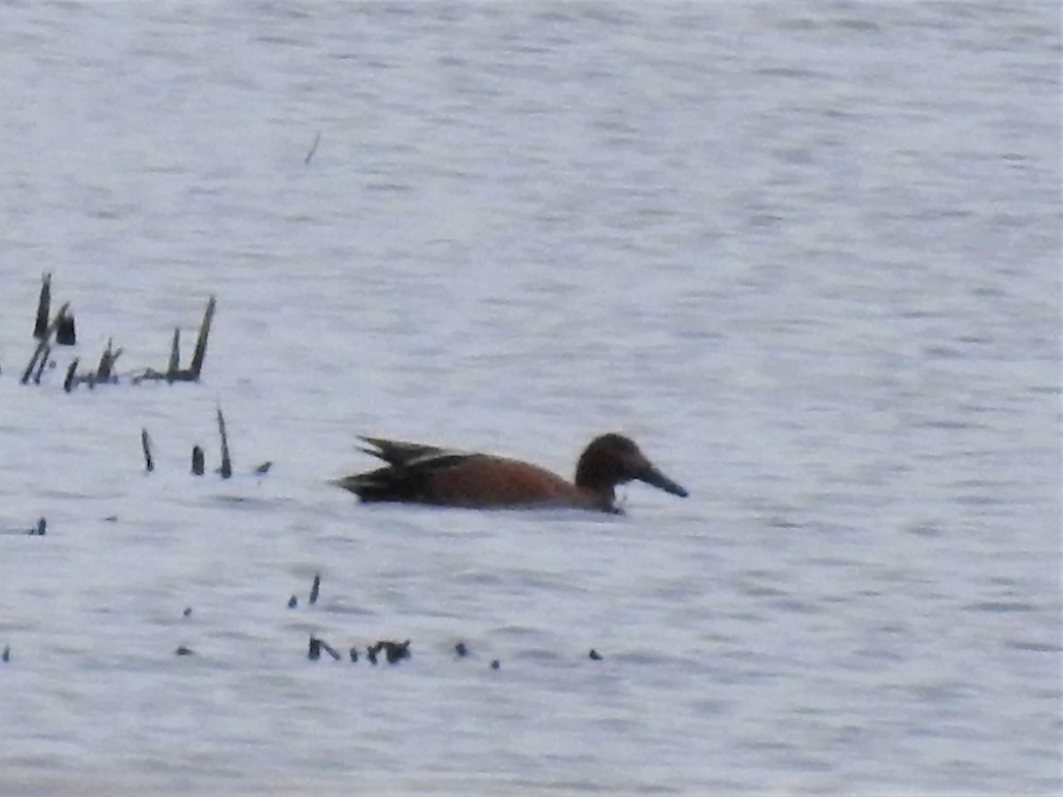eBird Checklist - 25 Apr 2020 - Collins Marsh SWA - 21 species