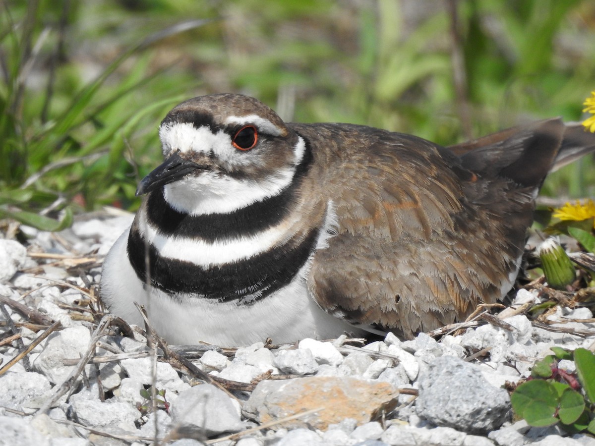 eBird Checklist - 25 Apr 2020 - Busby Rd - 31 species