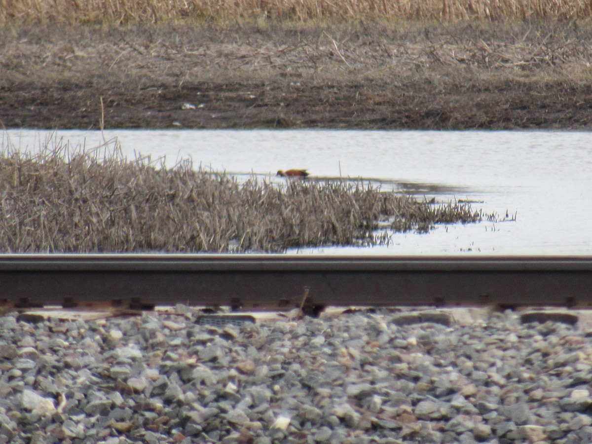 eBird Checklist - 25 Apr 2020 - Collins Marsh SWA - 21 species