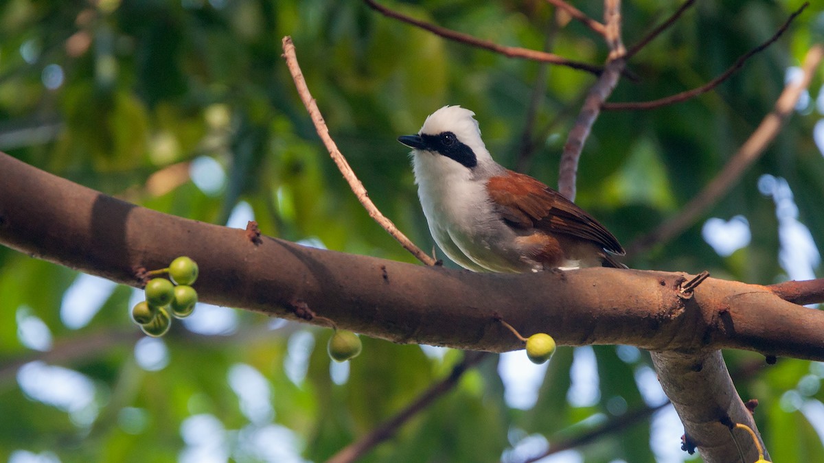eBird Checklist - 29 Mar 2009 - Bukit Batok Natural Park - 21 species ...