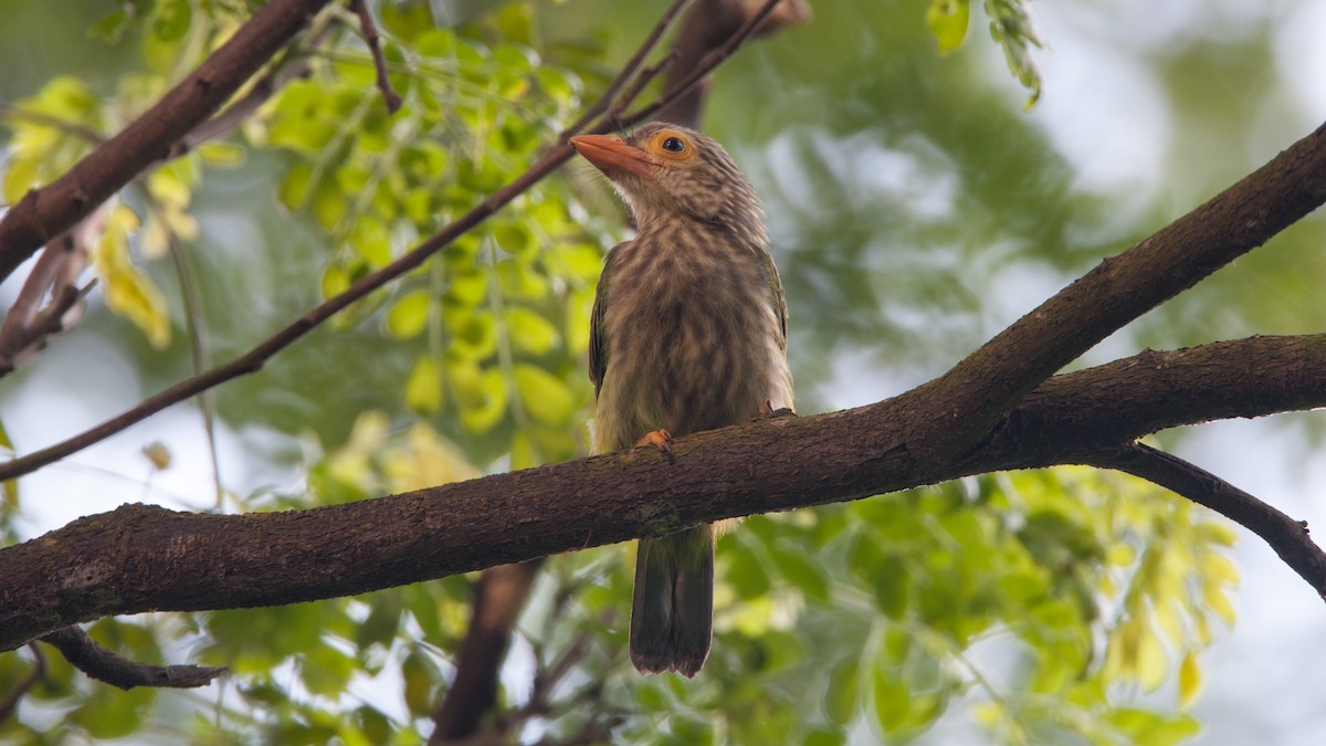 eBird Checklist - 12 Apr 2009 - Bukit Batok Natural Park - 11 species
