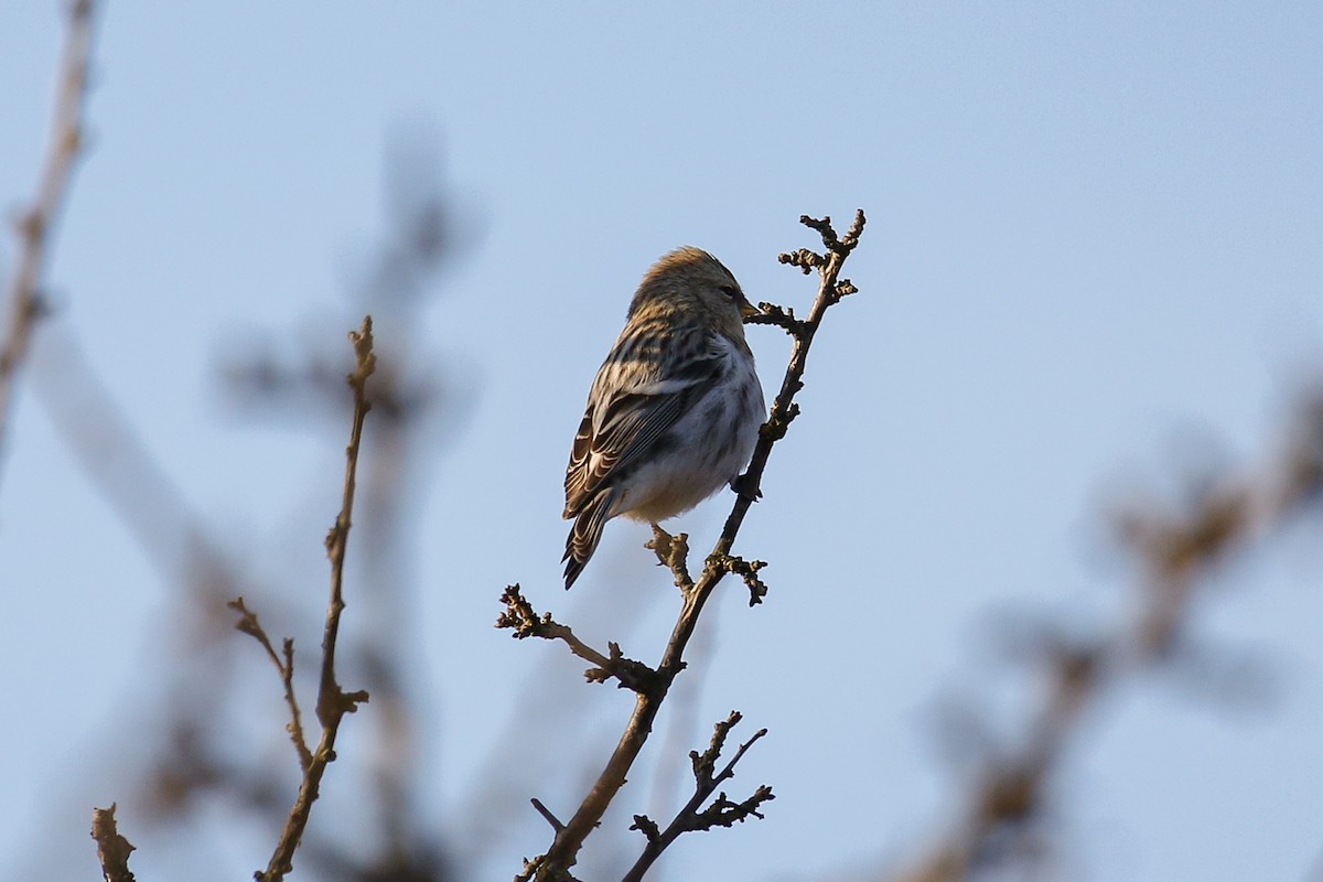Redpoll (Common x Hoary) - eBird