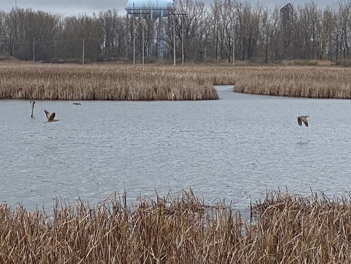 eBird Checklist - 26 Apr 2020 - Tifft Nature Preserve - 56 species