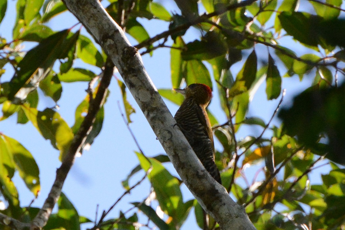 eBird Checklist - 14 Jan 2020 - Bocatoma Terra Firme--Secondary forest ...