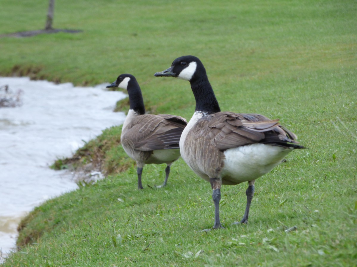 eBird Checklist - 26 Apr 2020 - Petros Lake Park - 13 species