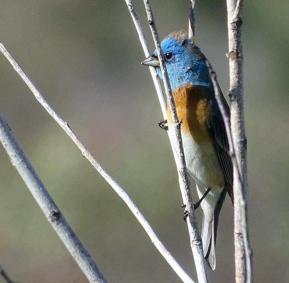 eBird Checklist - 24 Apr 2020 - Idyllwild wastewater ponds - 3 species