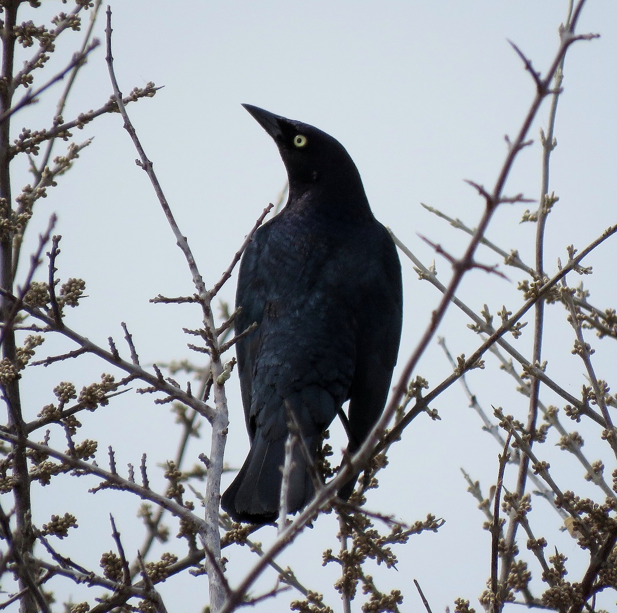 eBird Checklist - 27 Apr 2020 - 3298 105th Street Northwest, Antler ...