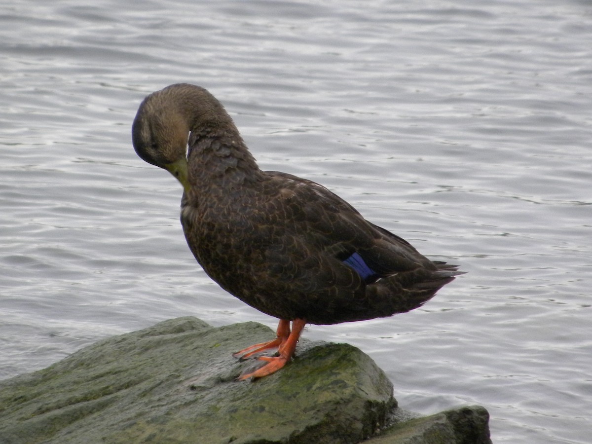 eBird Checklist - 27 Jun 2012 - Big Glace Bay Lake Bird Sanctuary - 7 ...