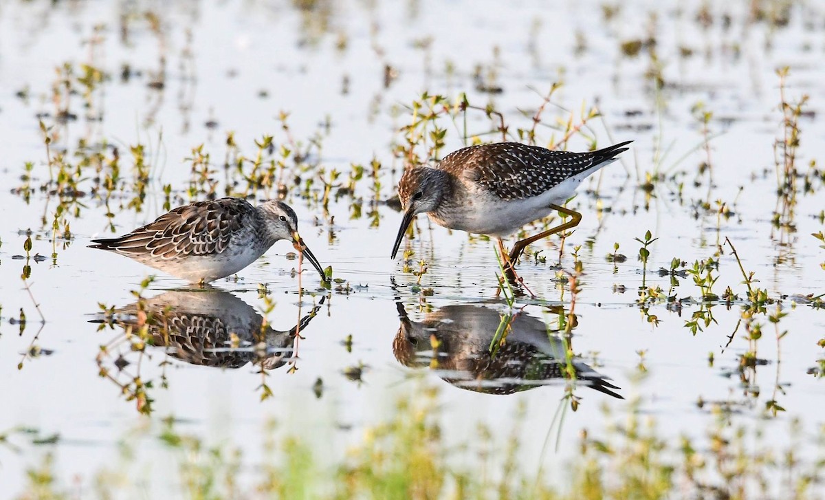 eBird Checklist - 10 Sep 2017 - Bockey Wetlands - 6 species (+1 other taxa)
