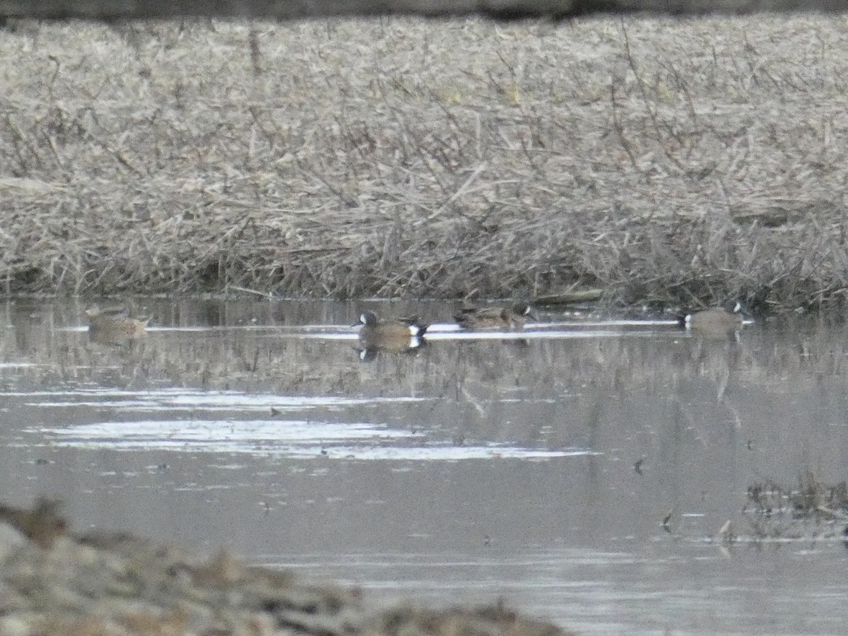eBird Checklist - 25 Apr 2020 - Collins Marsh SWA - 20 species