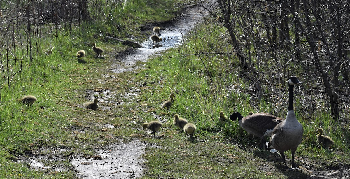 eBird Checklist - 28 Apr 2020 - Songbird Slough Forest Preserve - 37 ...