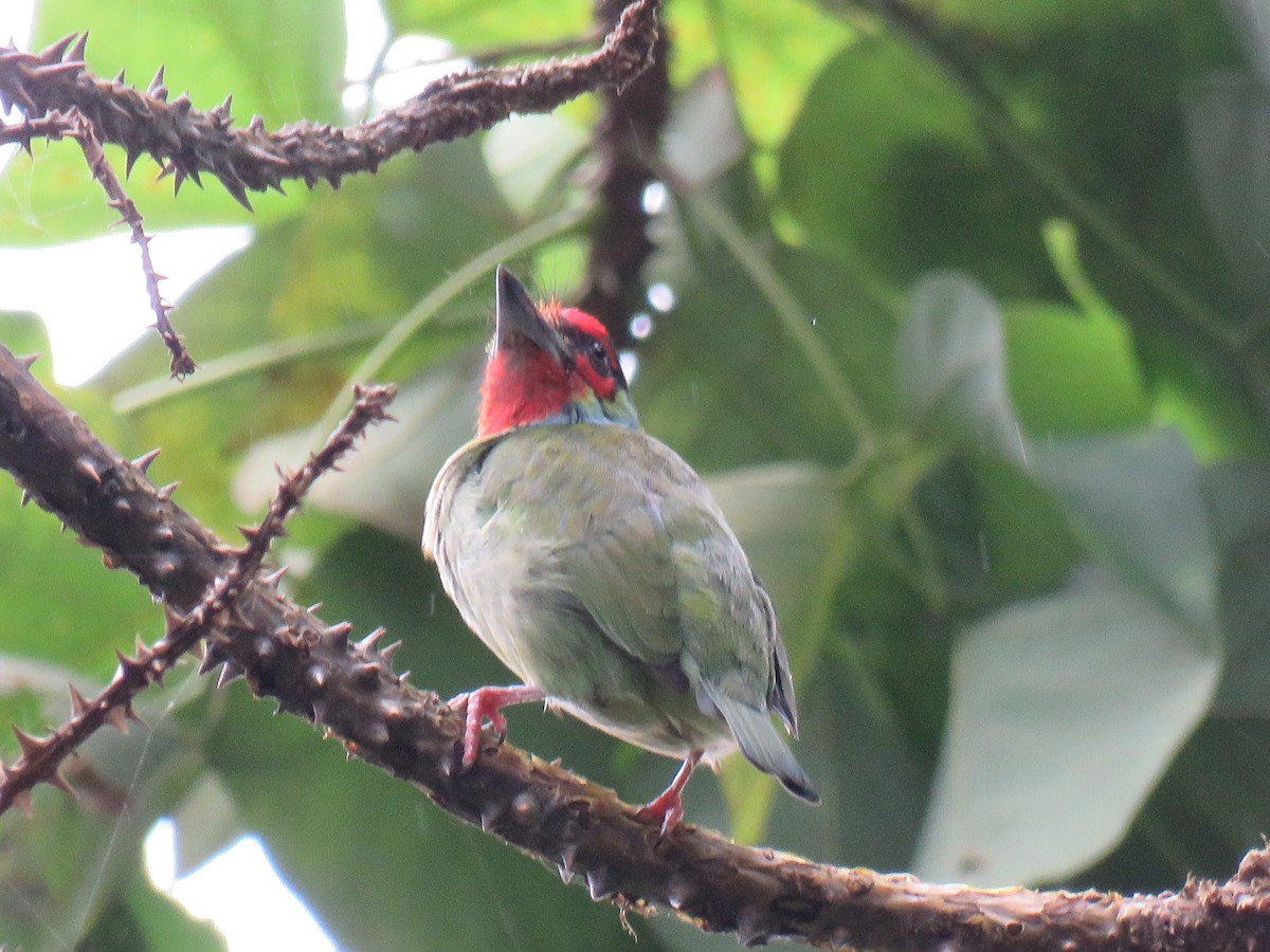 eBird Checklist - 27 Aug 2018 - Valparai--Varattuparai - 17 species