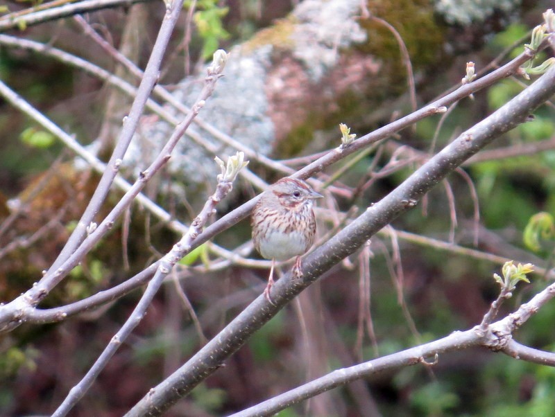 eBird Checklist - 28 Apr 2020 - Sandy Mush Game Land--Cedar Hill Rd. #5 ...
