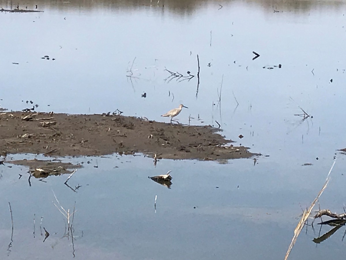 eBird Checklist - 28 Apr 2020 - FermiLab (DuPage Co.) - 40 species