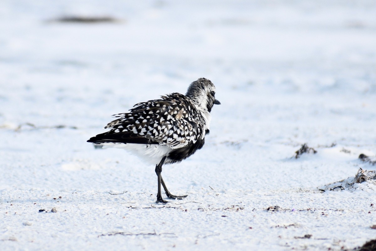 eBird Checklist - 28 Apr 2020 - Siesta Key Public Beach - 28 species