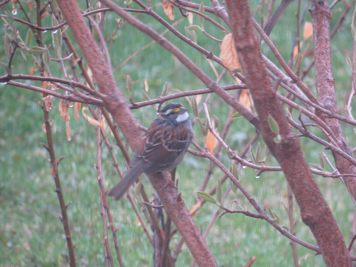 eBird Checklist - 28 Apr 2020 - 18735 37th Ave N - 25 species