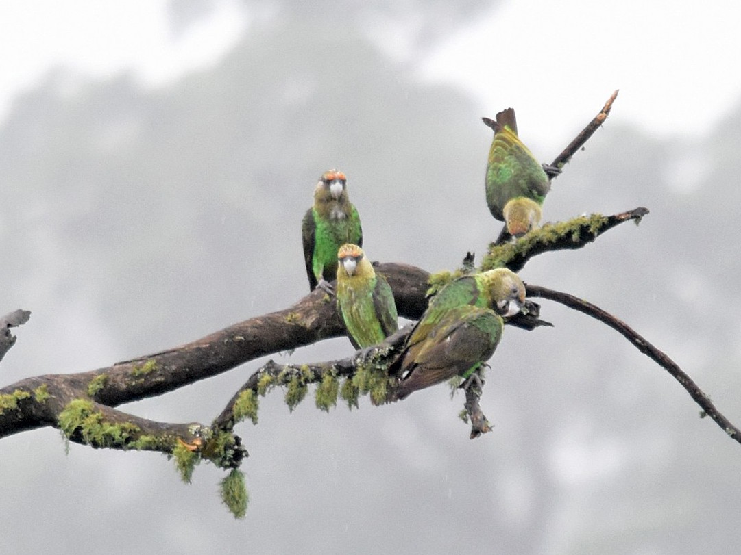 Lorito de El Cabo - eBird