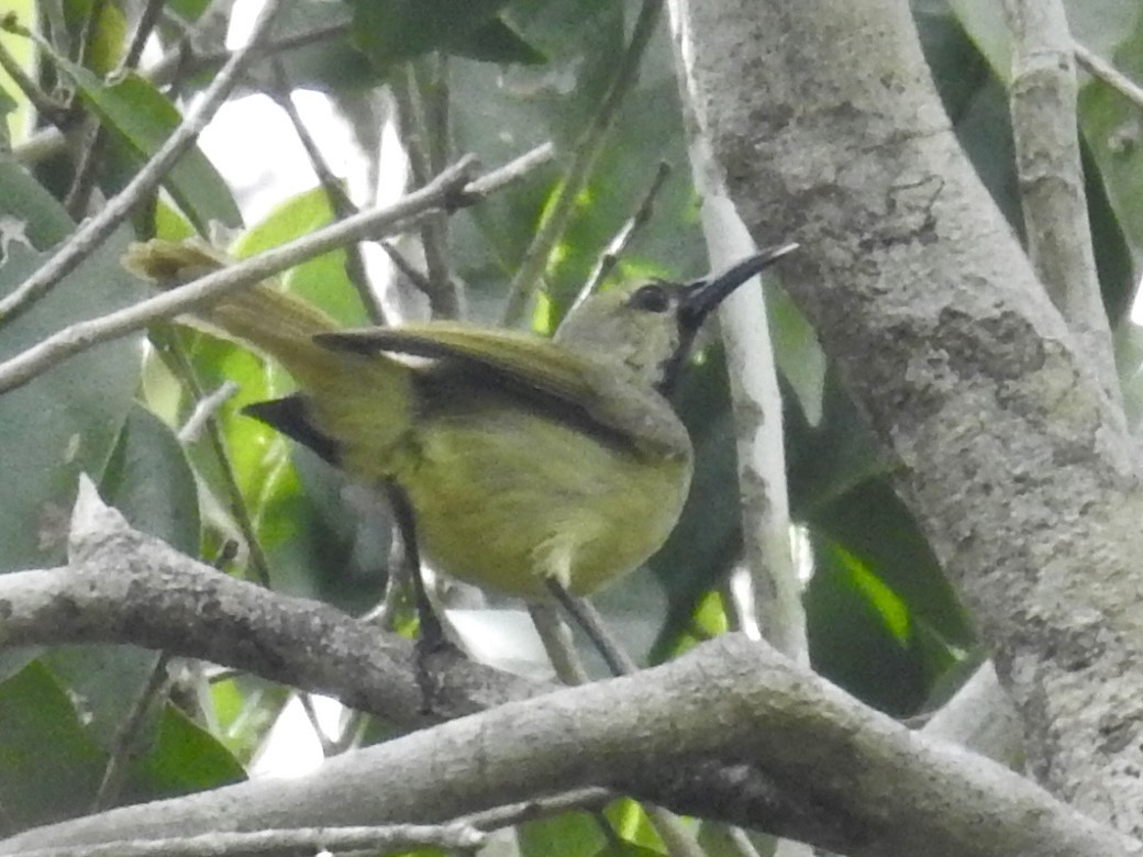 Plain-backed Sunbird - eBird