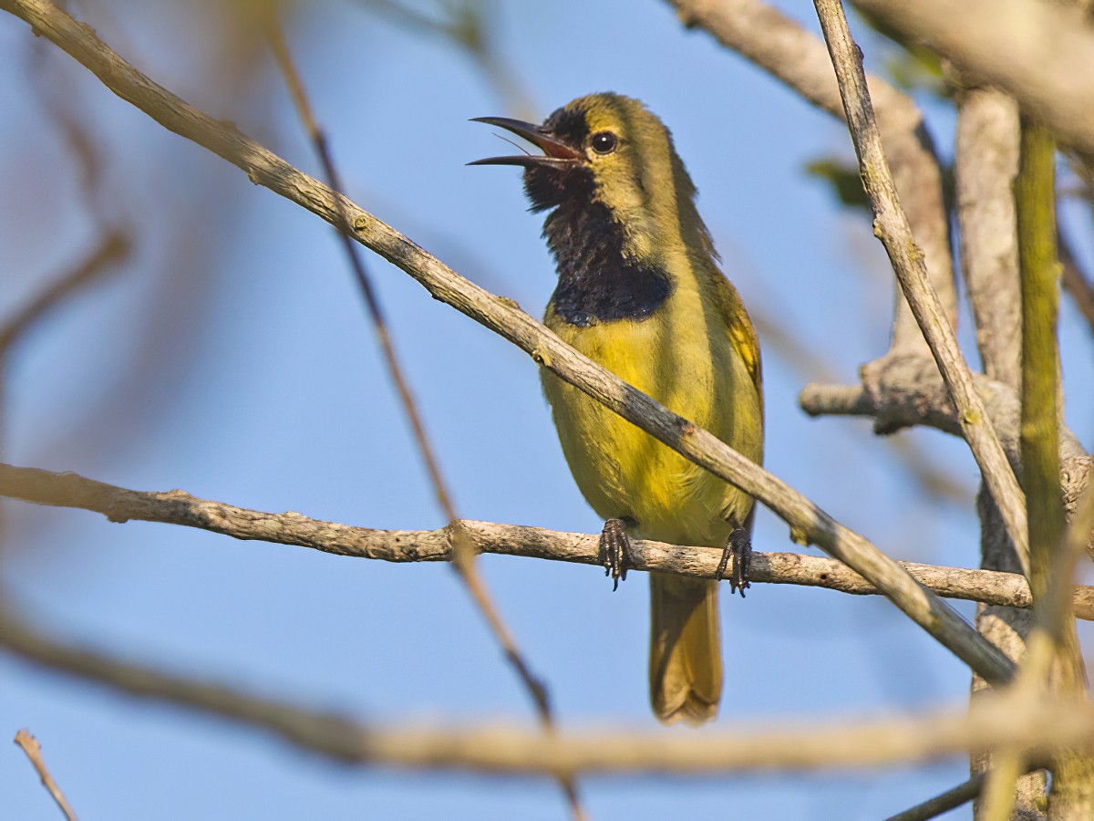 Plain-backed Sunbird - eBird
