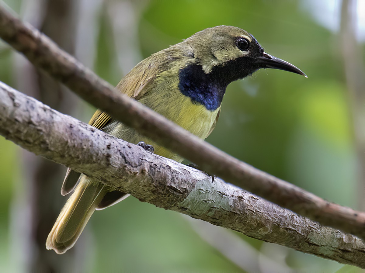 Plain-backed Sunbird - Anthreptes reichenowi - Birds of the World