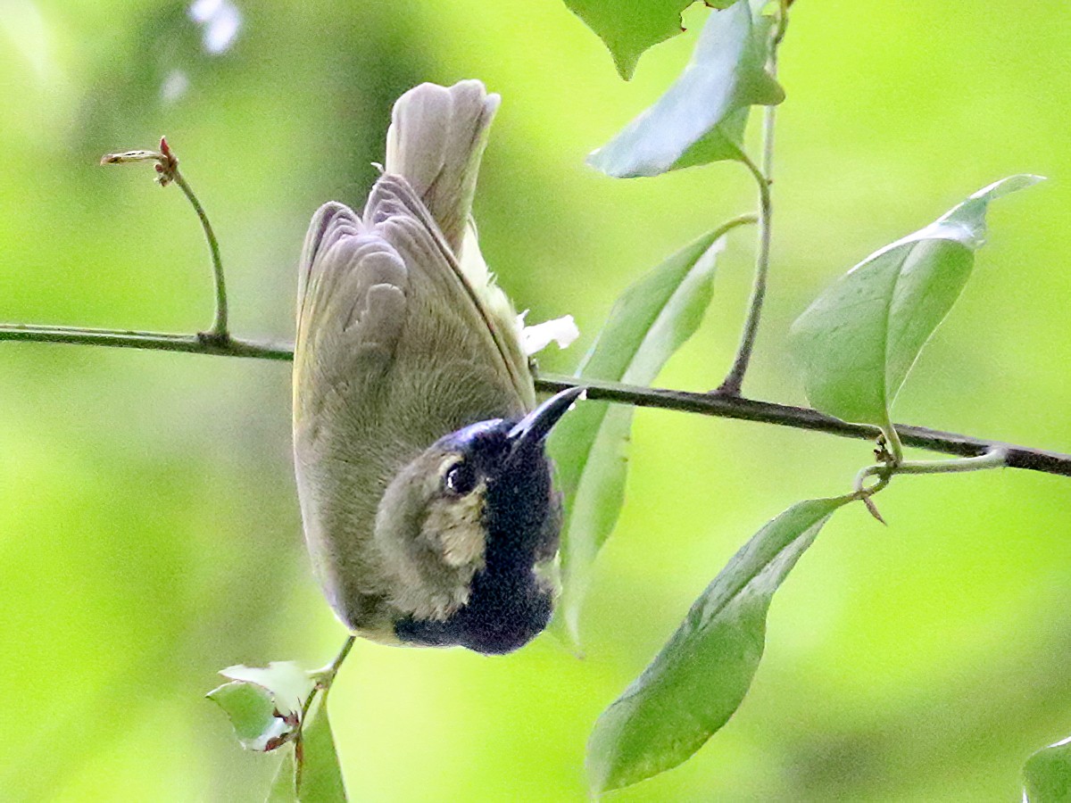 Plain-backed Sunbird - eBird