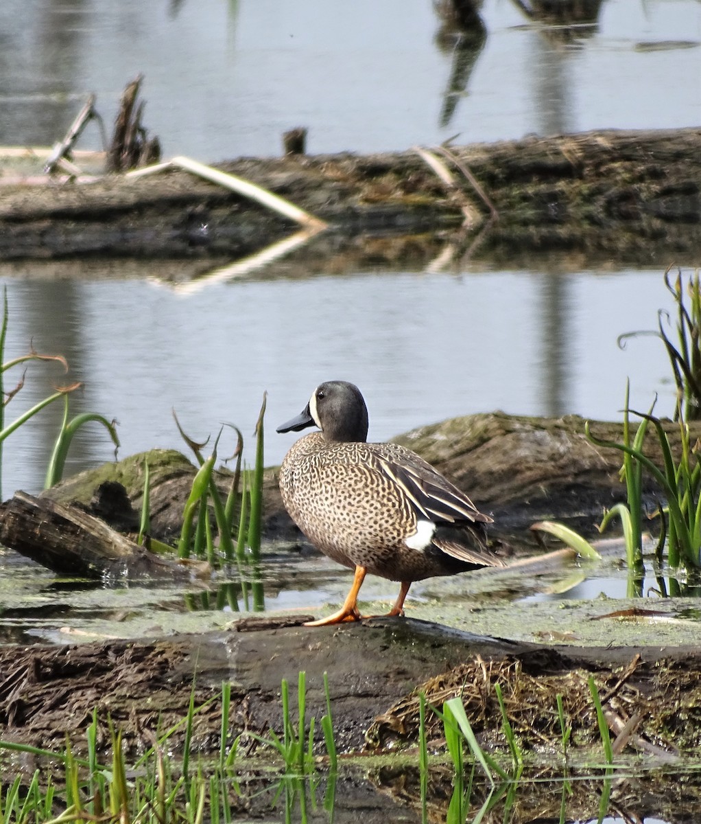 eBird Checklist - 28 Apr 2020 - Killbuck Marsh Wildlife Area--Messner ...