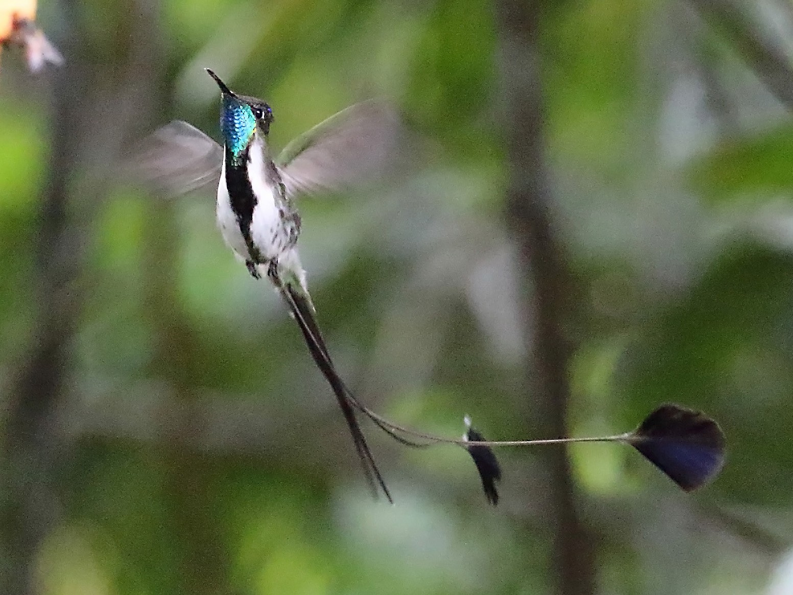 Marvelous Spatuletail - eBird