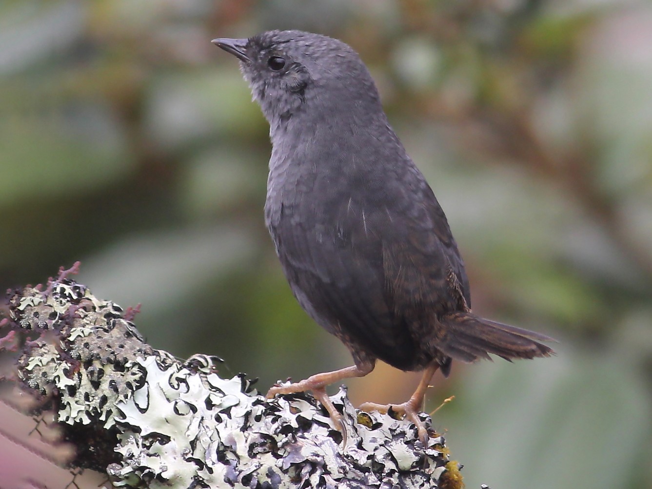 Neblina Tapaculo - eBird