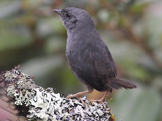 Neblina Tapaculo - eBird