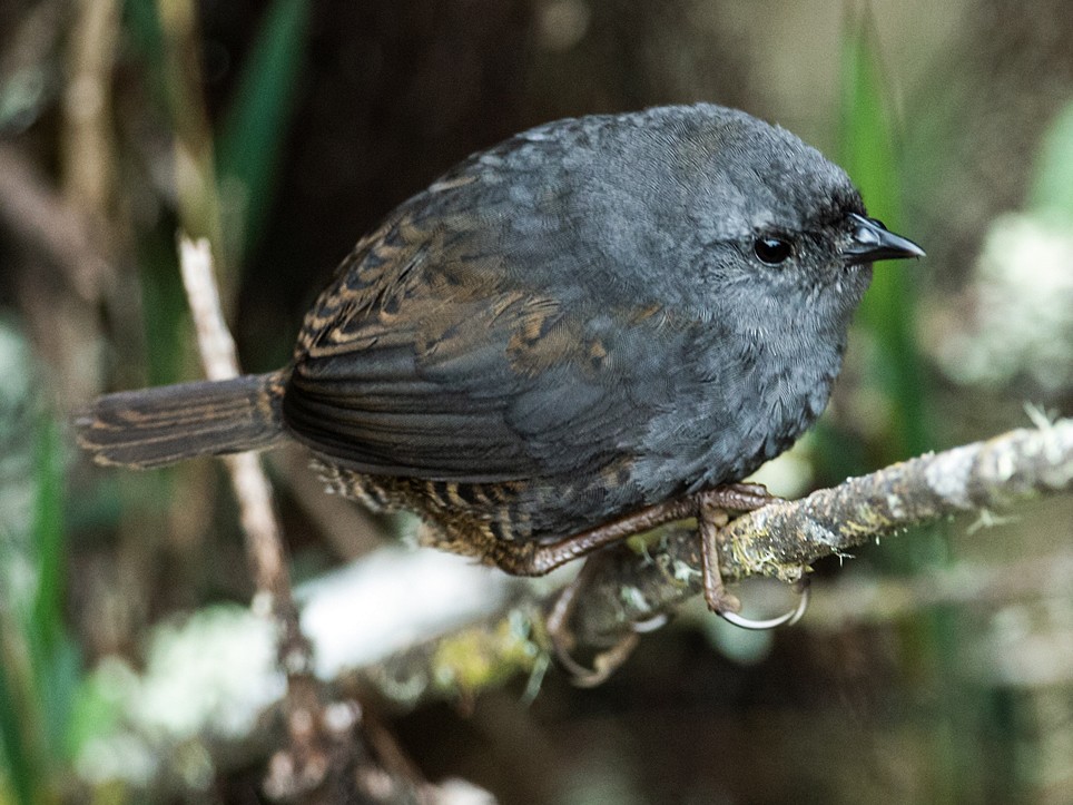 Neblina Tapaculo - eBird