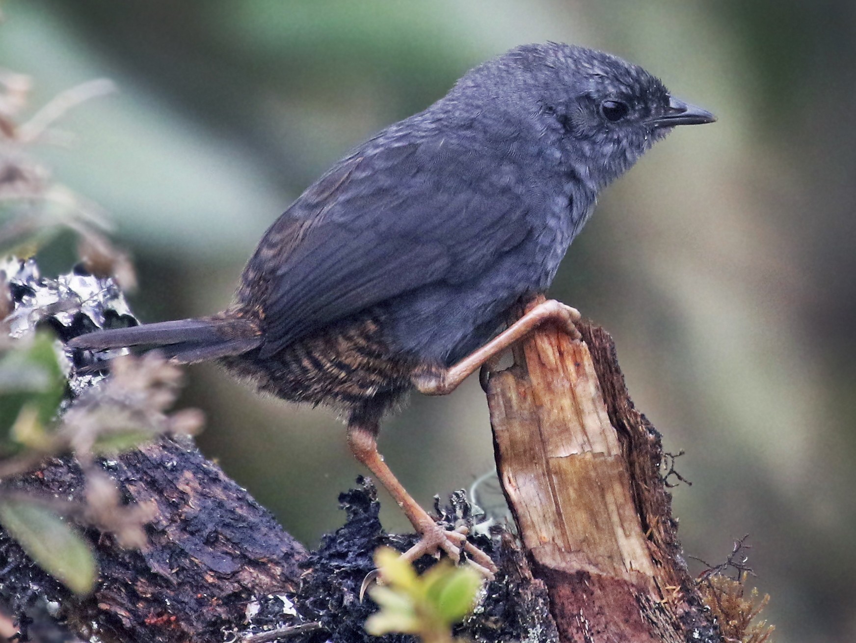 Neblina Tapaculo - eBird