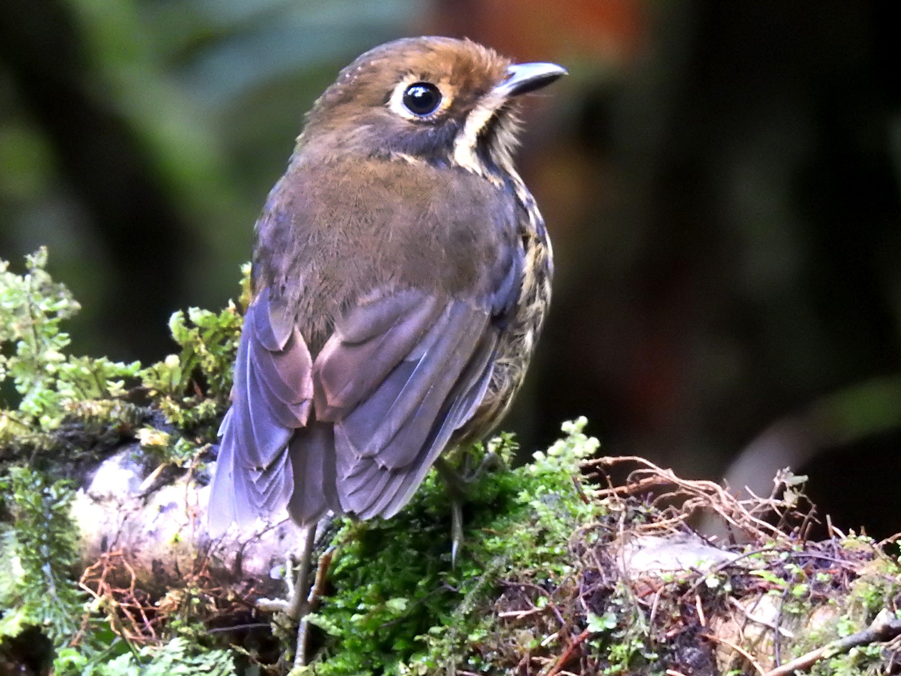 Ponchito Frentiocre - eBird